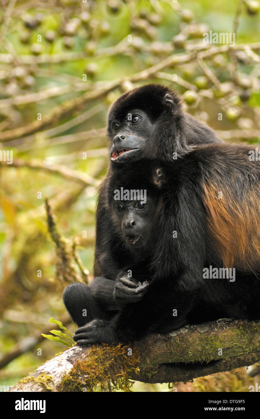 Monkeys huddled together, in the trees, high above the ground of the ...