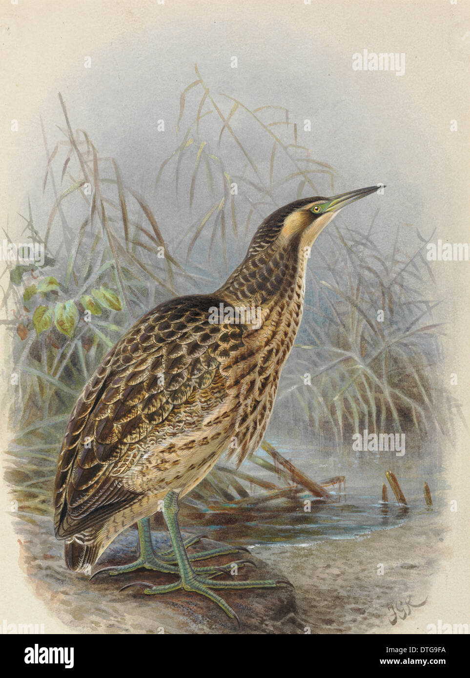 Matuku hi-res stock photography and images - Alamy