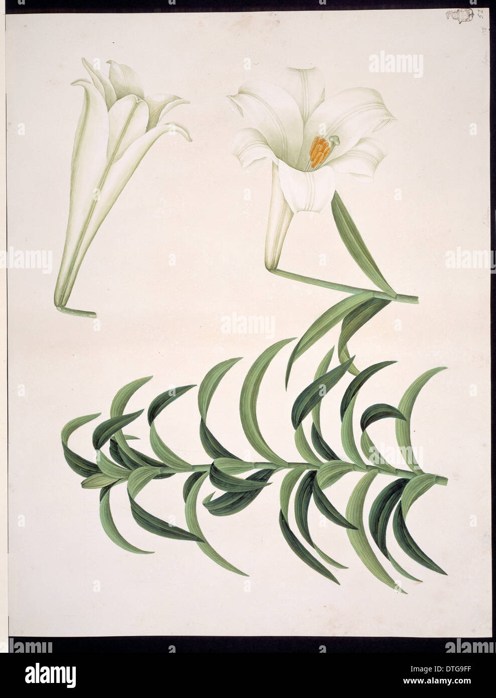Lilium sp lily hi-res stock photography and images - Alamy