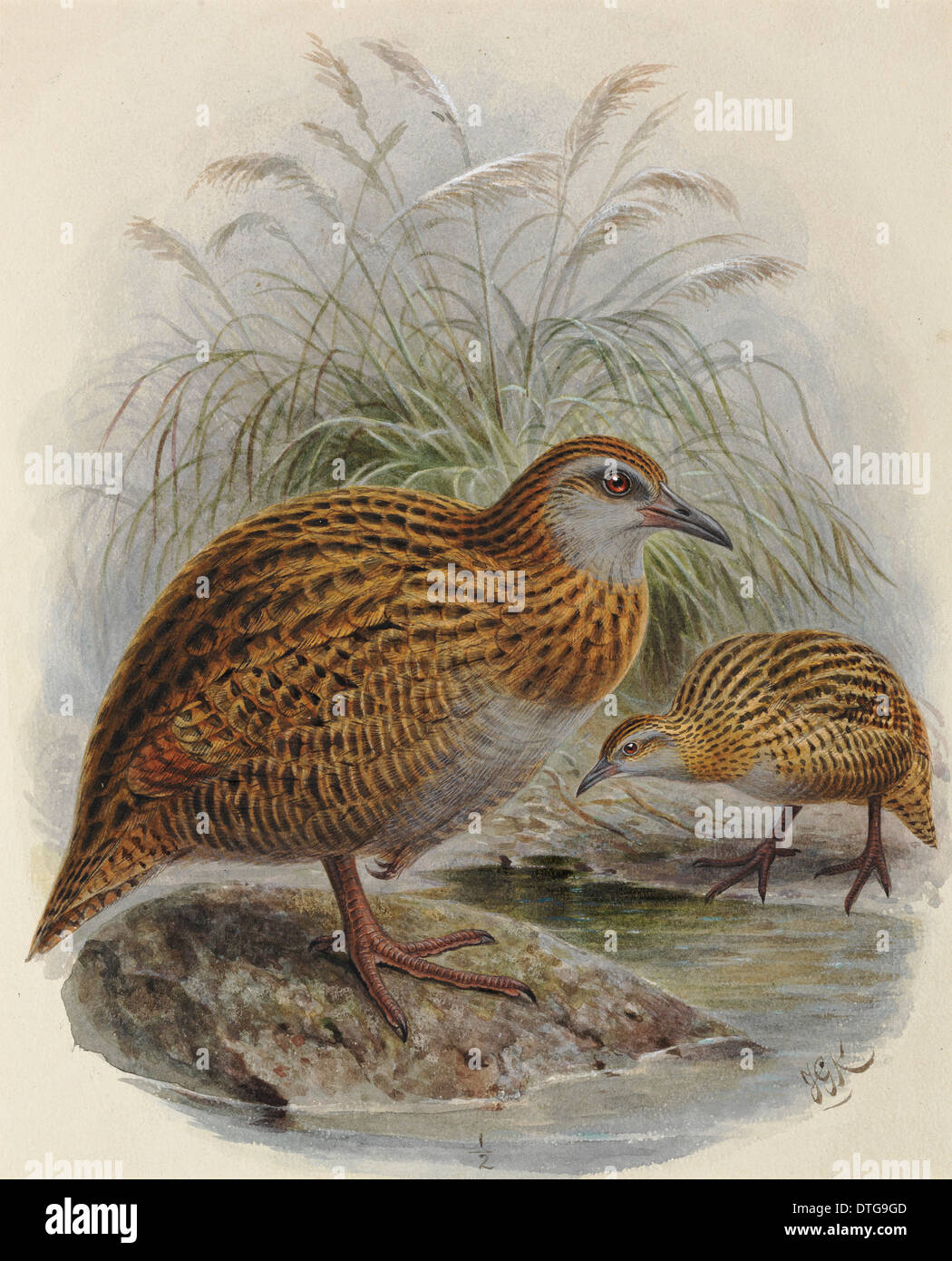 Western Weka, Gallirallus australis australis. Buff Weka, Gallirallus ...
