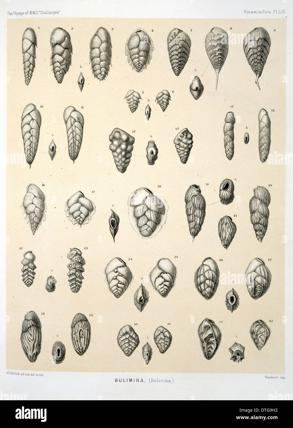 Buliminidae hi-res stock photography and images - Alamy