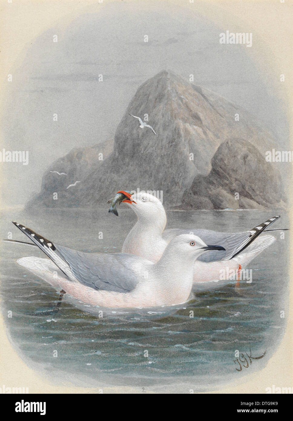 Black-Billed Gull 'Tarapuka', Larus bulleri. Red-Billed Gull 'Tarapunga ...