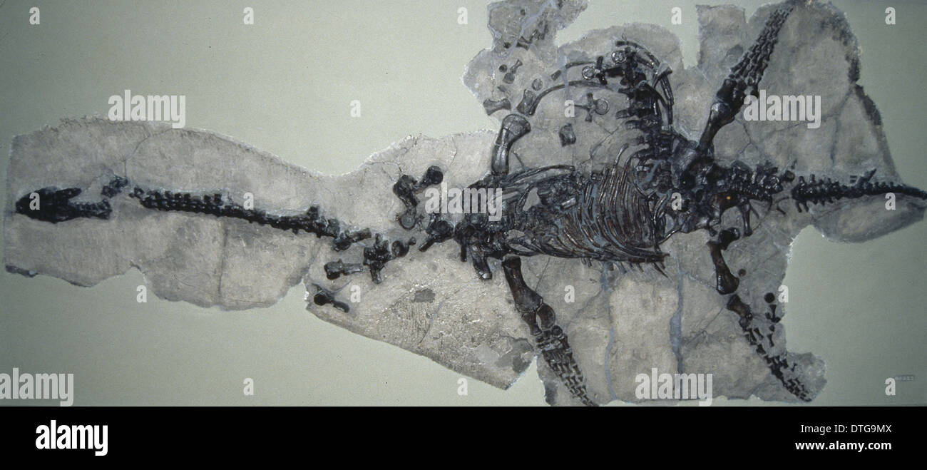 Plesiosaurus dolichodeirus skeleton Stock Photo - Alamy