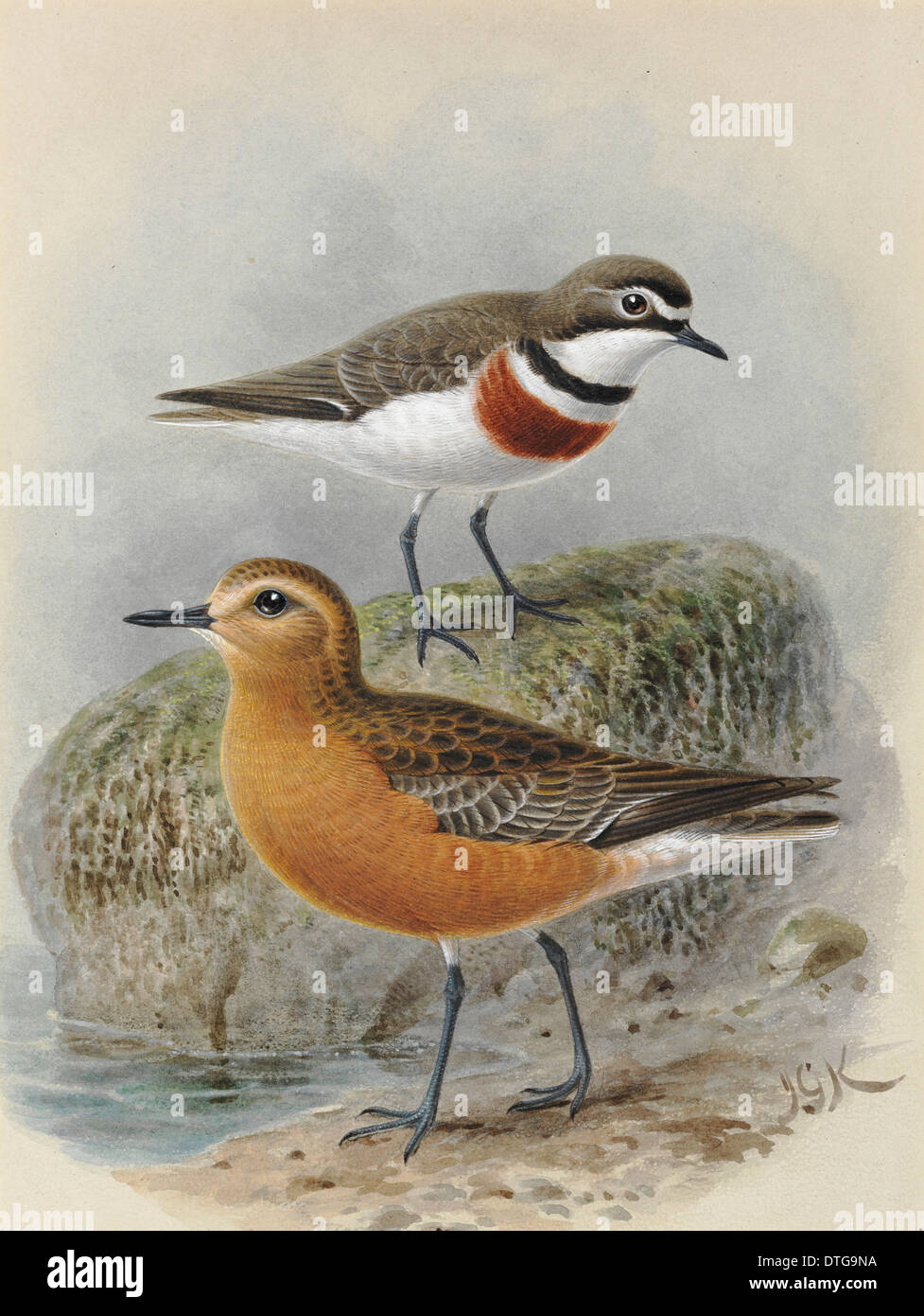 Dotterel illustration hi-res stock photography and images - Alamy