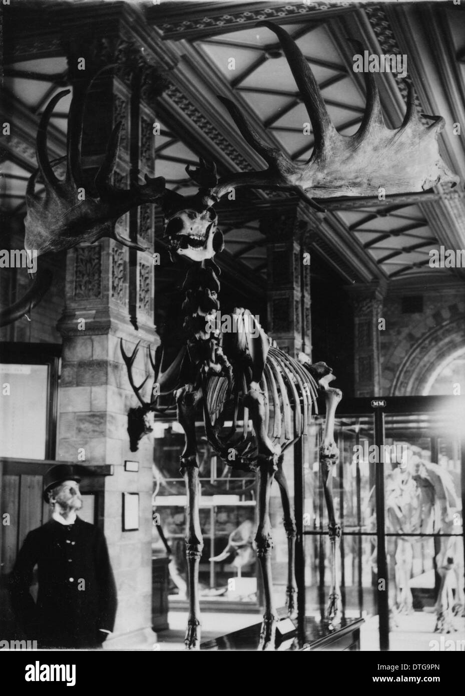 Giant deer, February 1893. The Natural History Museum, London Stock ...