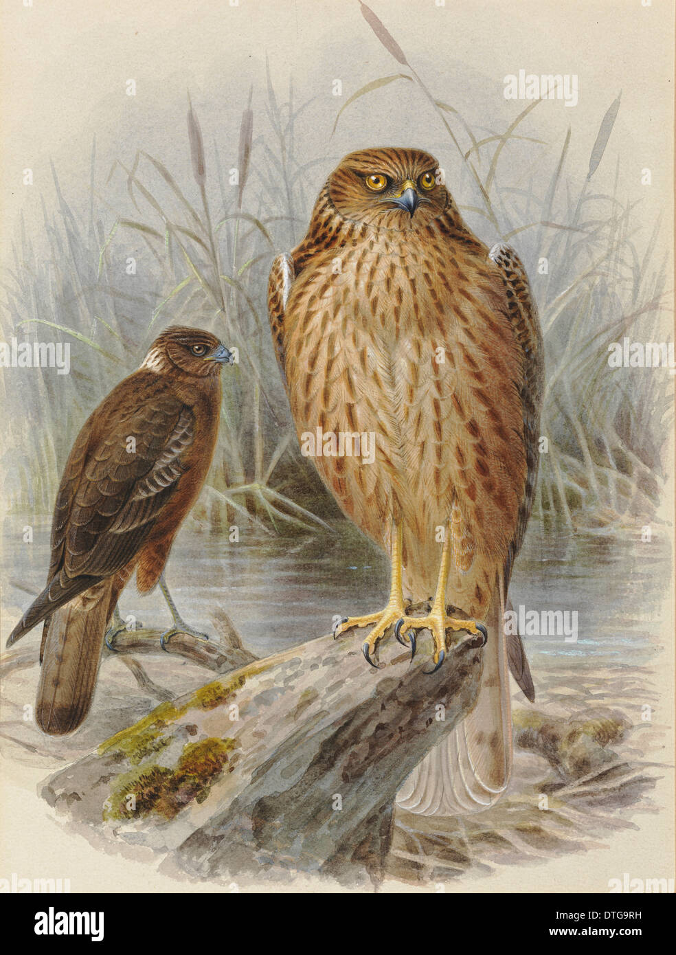 Swamp Harrier 'Kahu', Circus approximans (young and adult Stock Photo ...