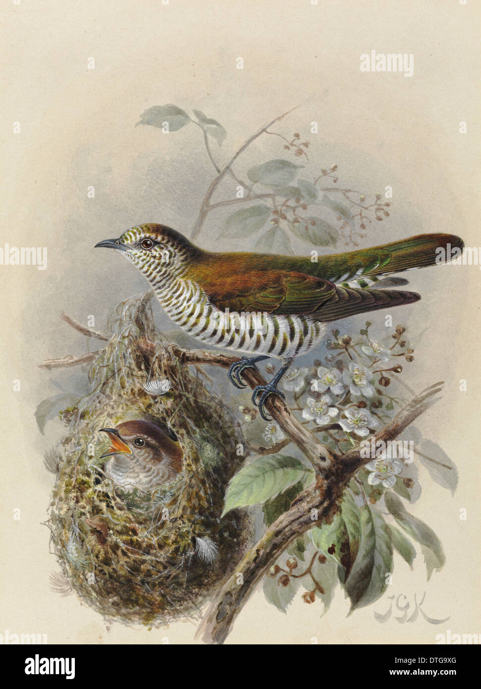 Shining Cuckoo 'Pipiwharauroa', Chrysococcyx lucidus lucidus (adult ...