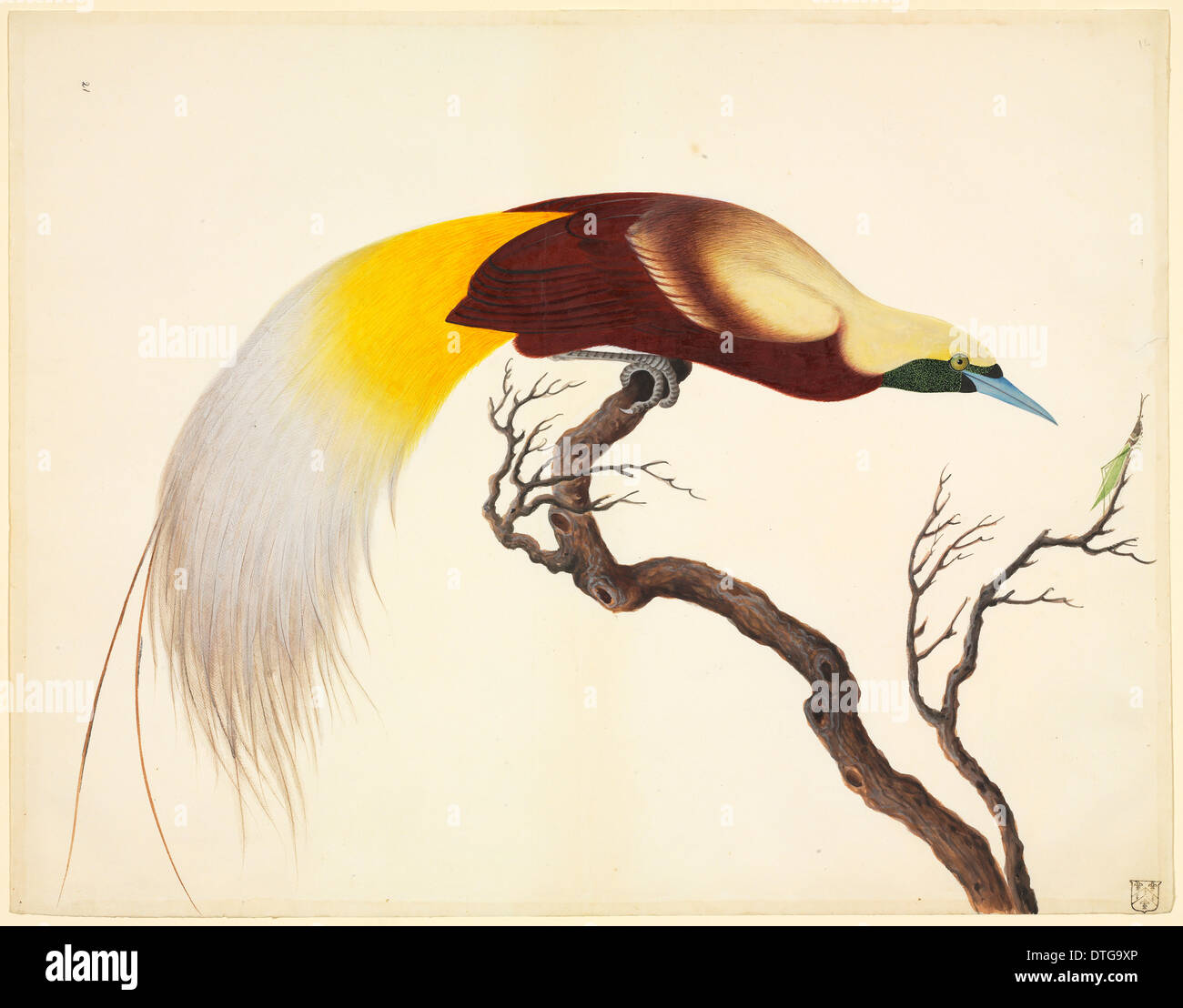 Paradisaea minor, lesser bird-of-paradise Stock Photo - Alamy