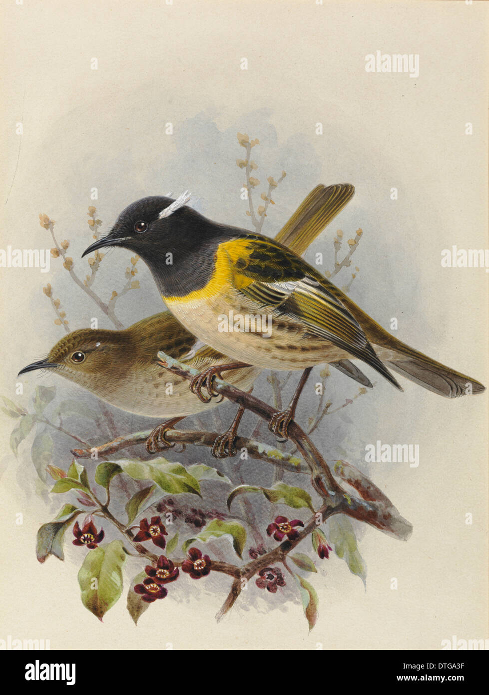 Male and female birds hi-res stock photography and images - Alamy