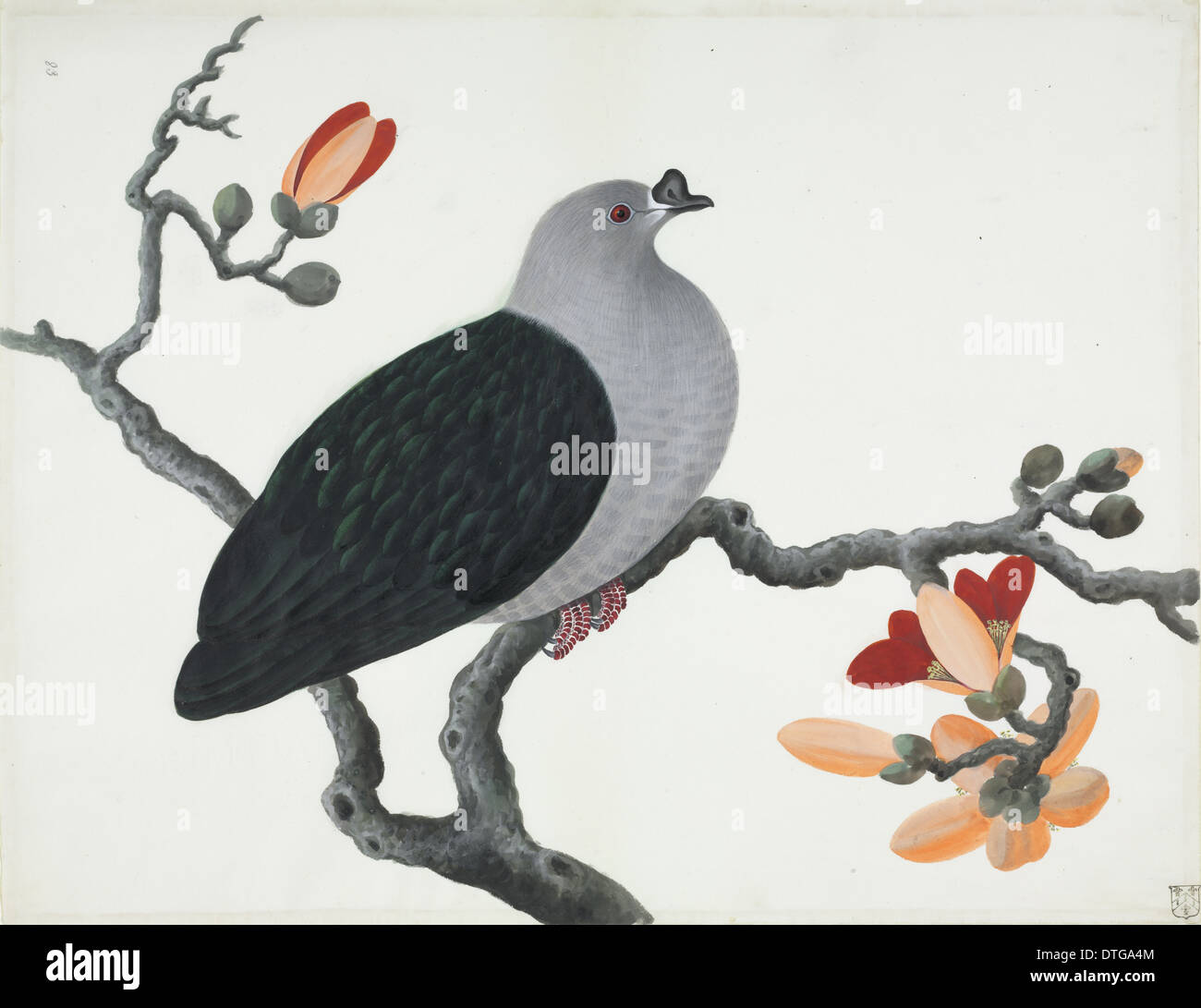 Ptilinopus insolitus, knob-billed fruit dove Stock Photo - Alamy