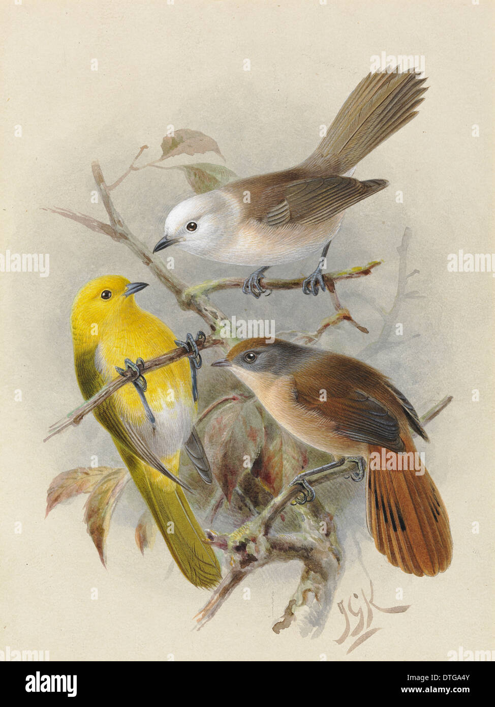Yellowhead 'Mohua', Mohoua ochrocephala. Whitehead 'Popokotea', Mohoua ...