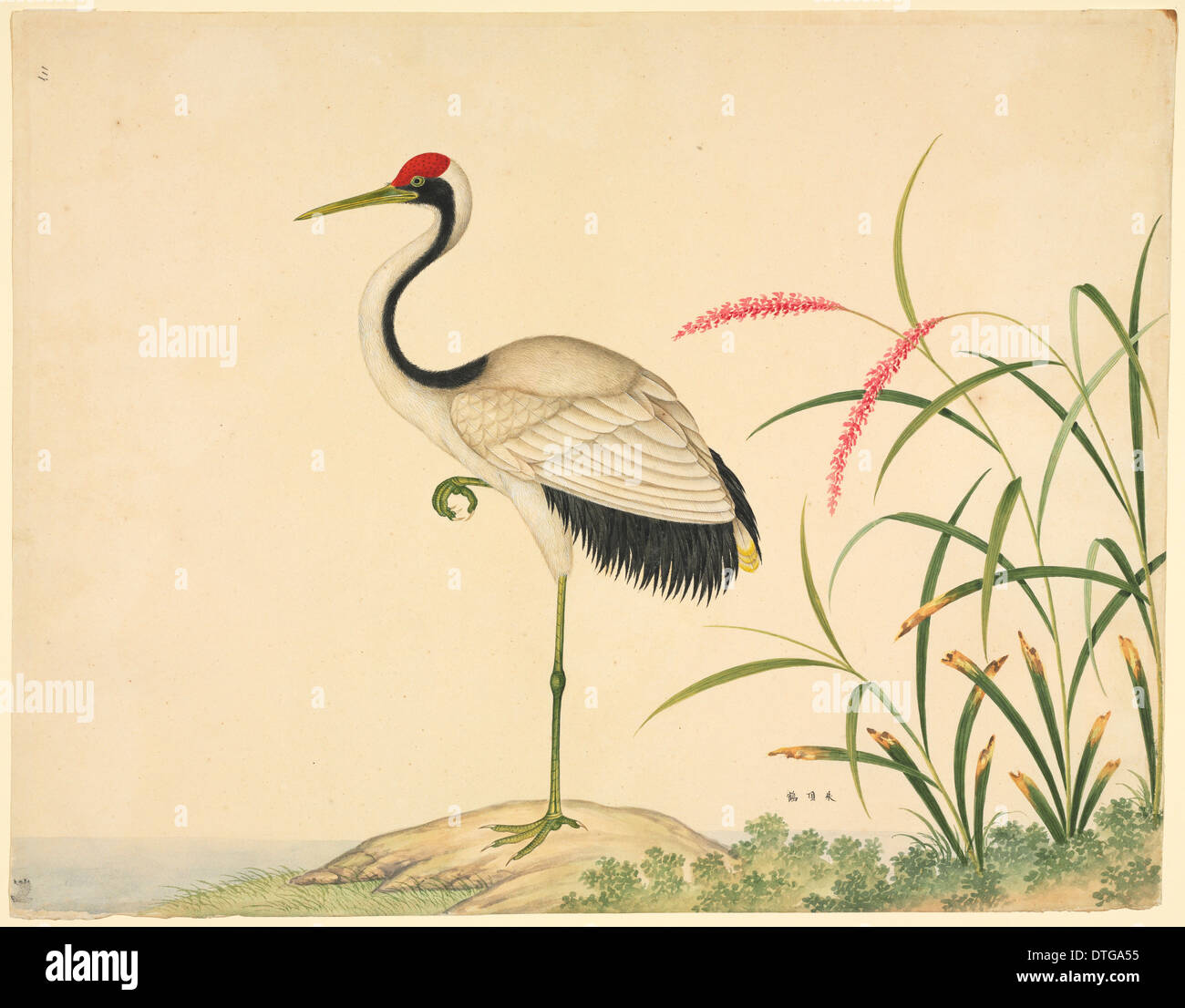 Red crane flower hi-res stock photography and images - Alamy