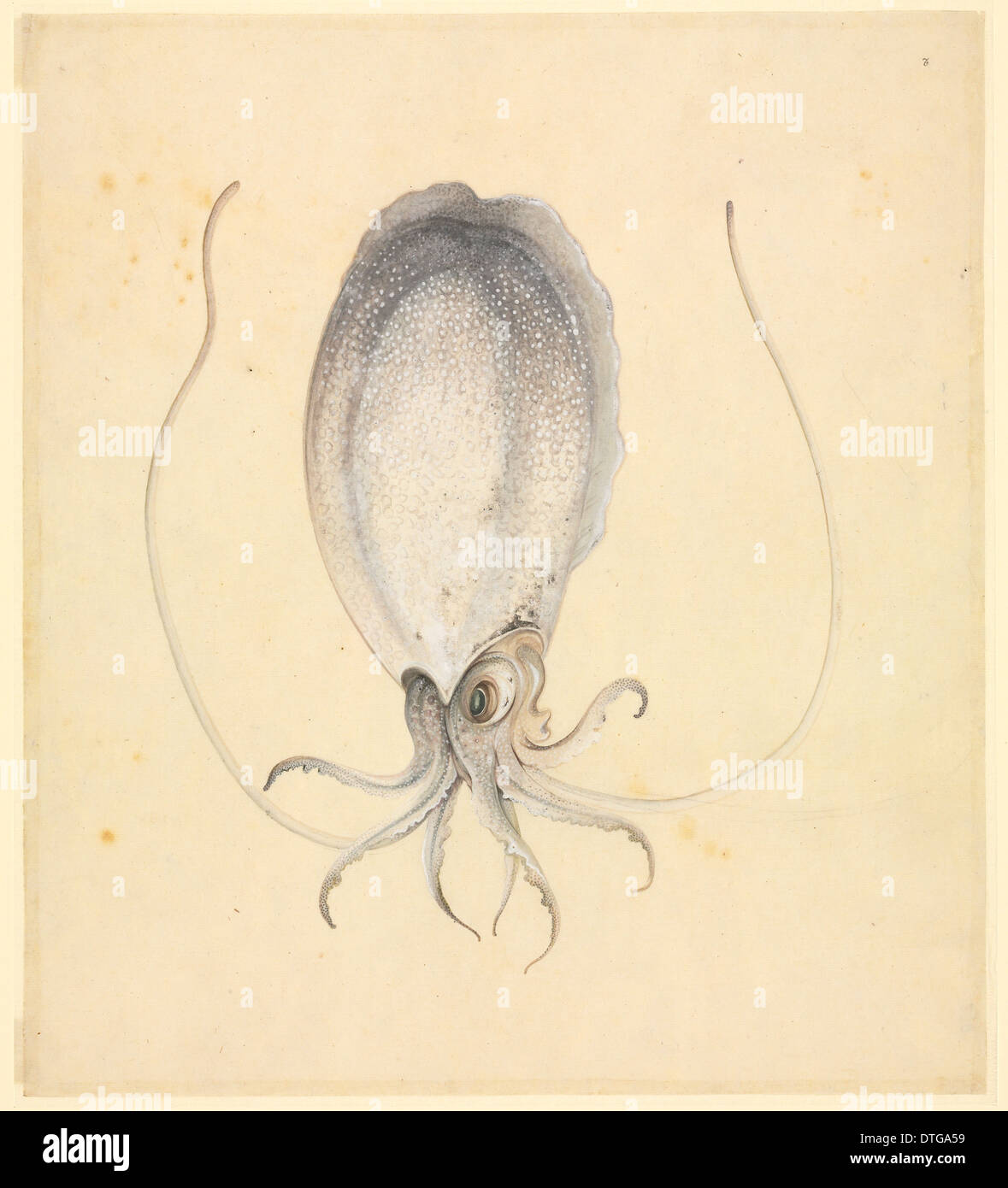 Plate 76 from the John Reeves Collection Stock Photo - Alamy