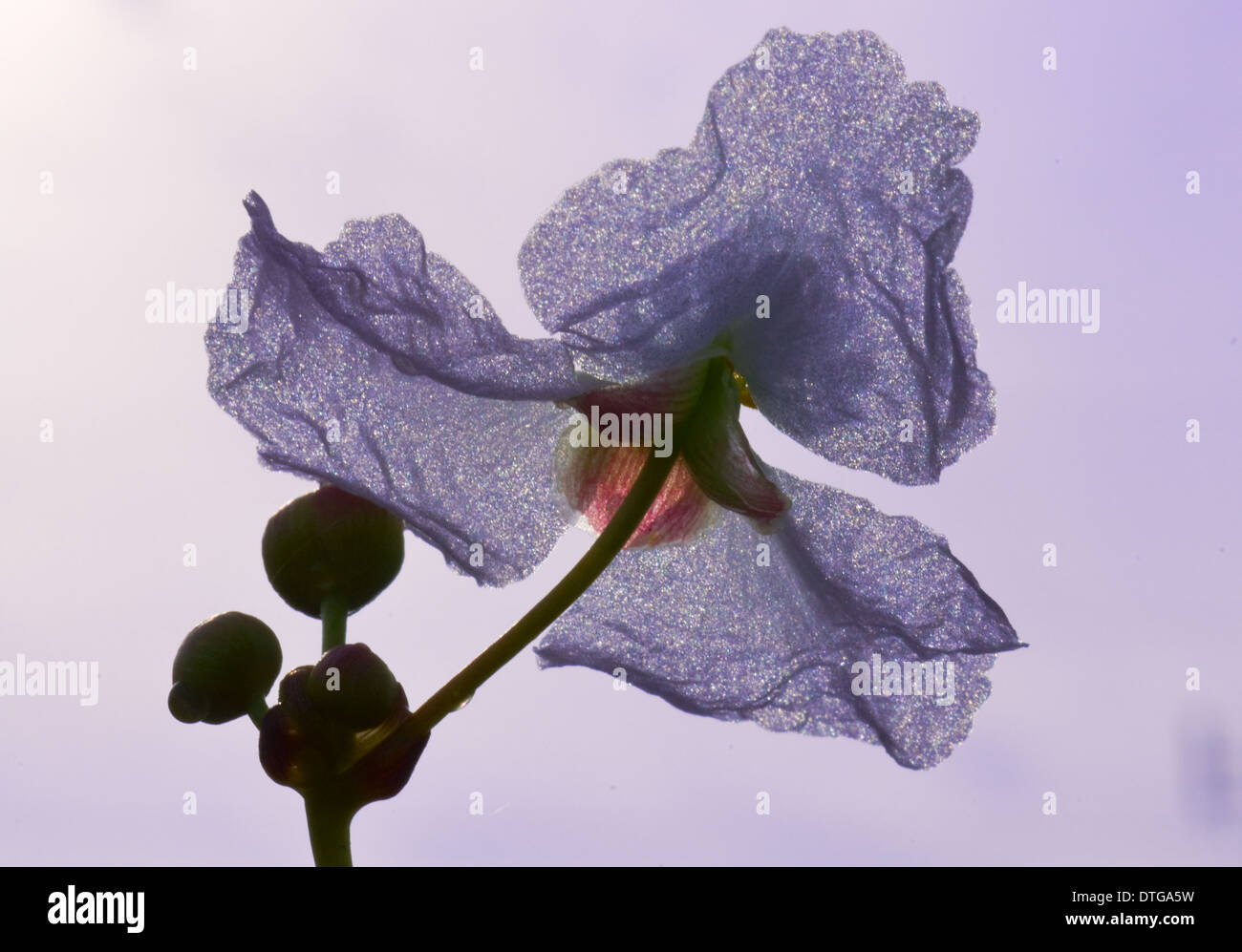 Colors in Purity Stock Photo - Alamy