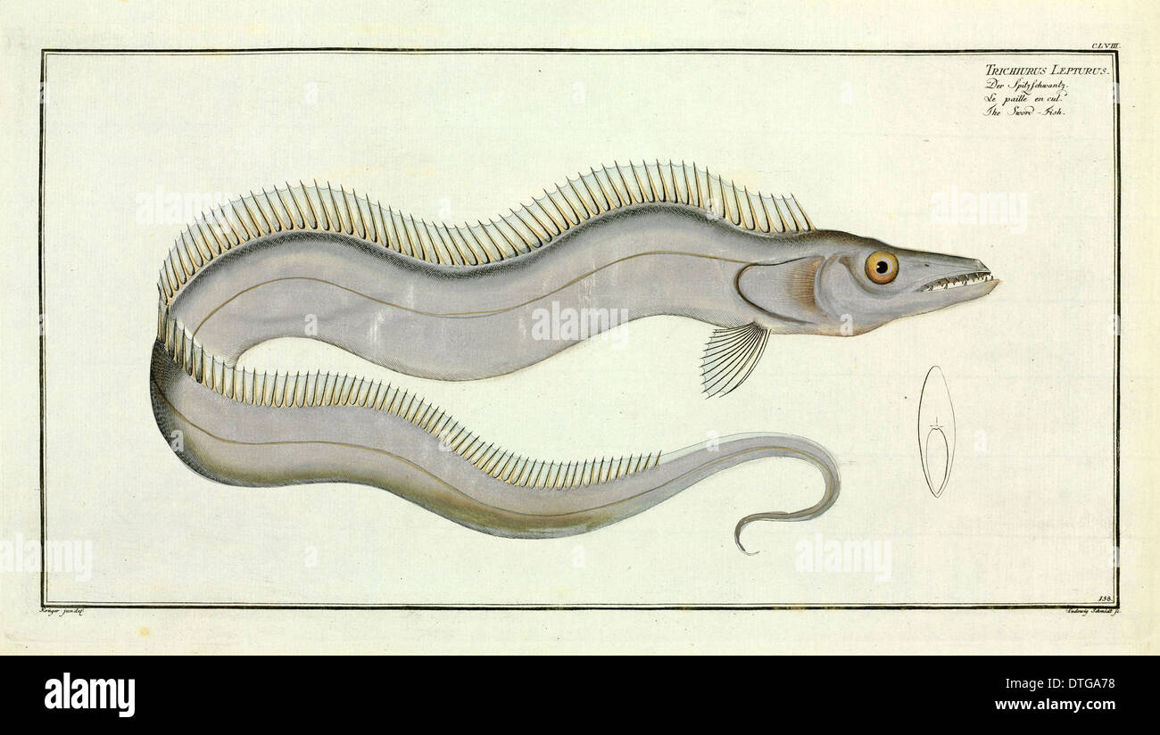 Trichiurus lepturus sword fish hi-res stock photography and images - Alamy