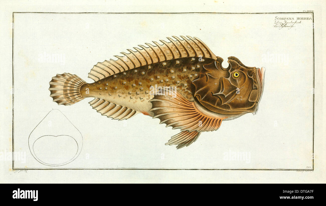 Synanceia horrida hi-res stock photography and images - Alamy