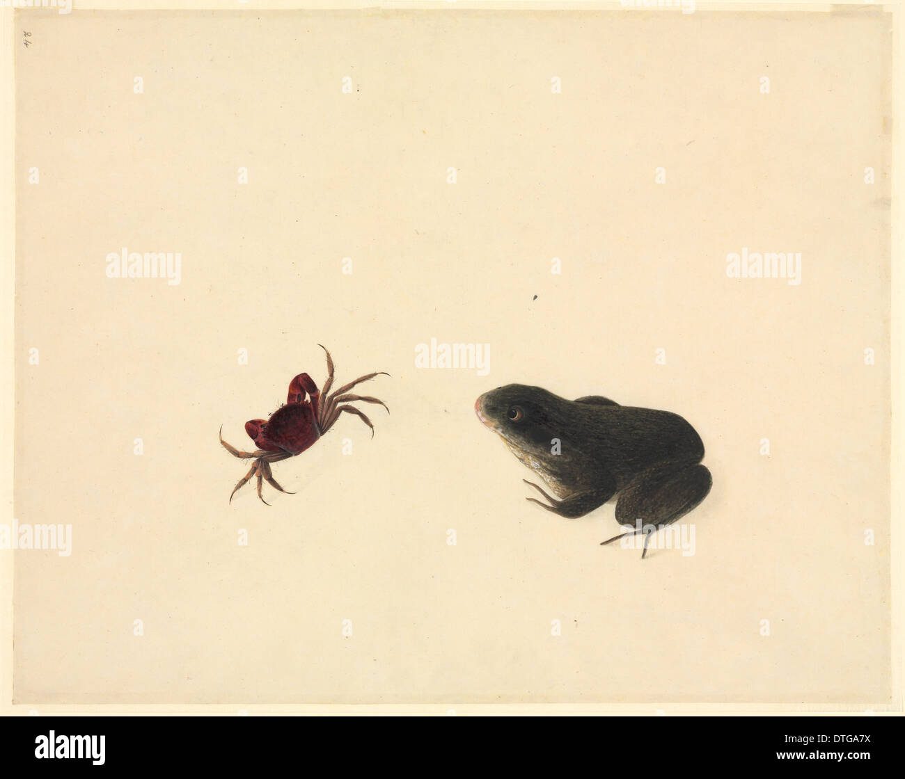 Plate 105 from the John Reeves Collection (Zoology Stock Photo - Alamy