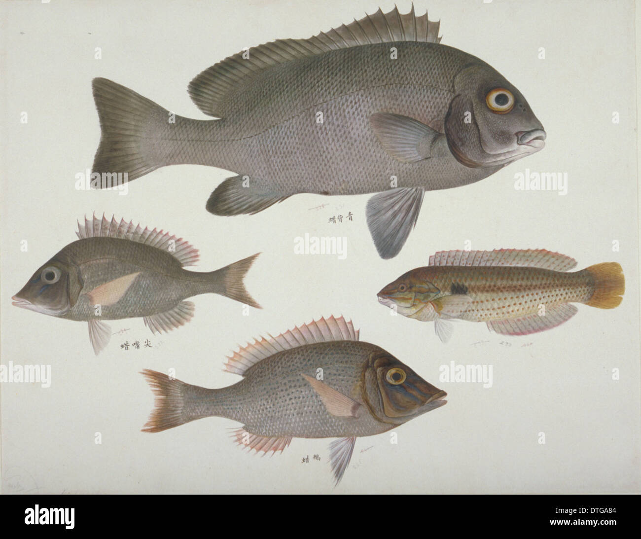 Plate 108 from the John Reeves Collection Stock Photo - Alamy