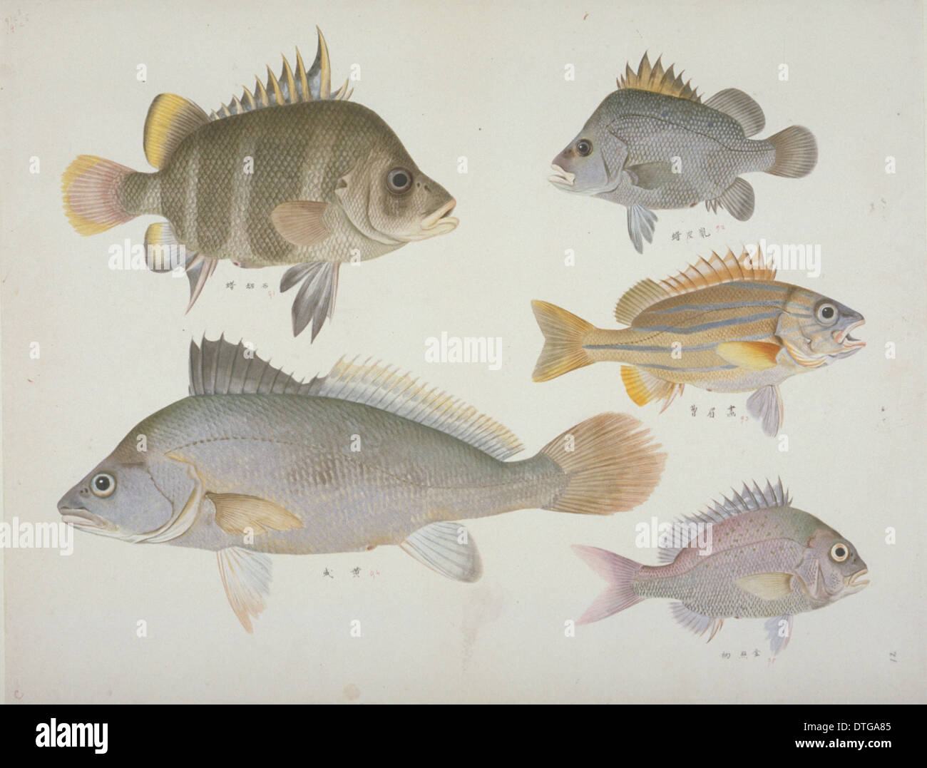 Plate 109 from the John Reeves Collection Stock Photo - Alamy