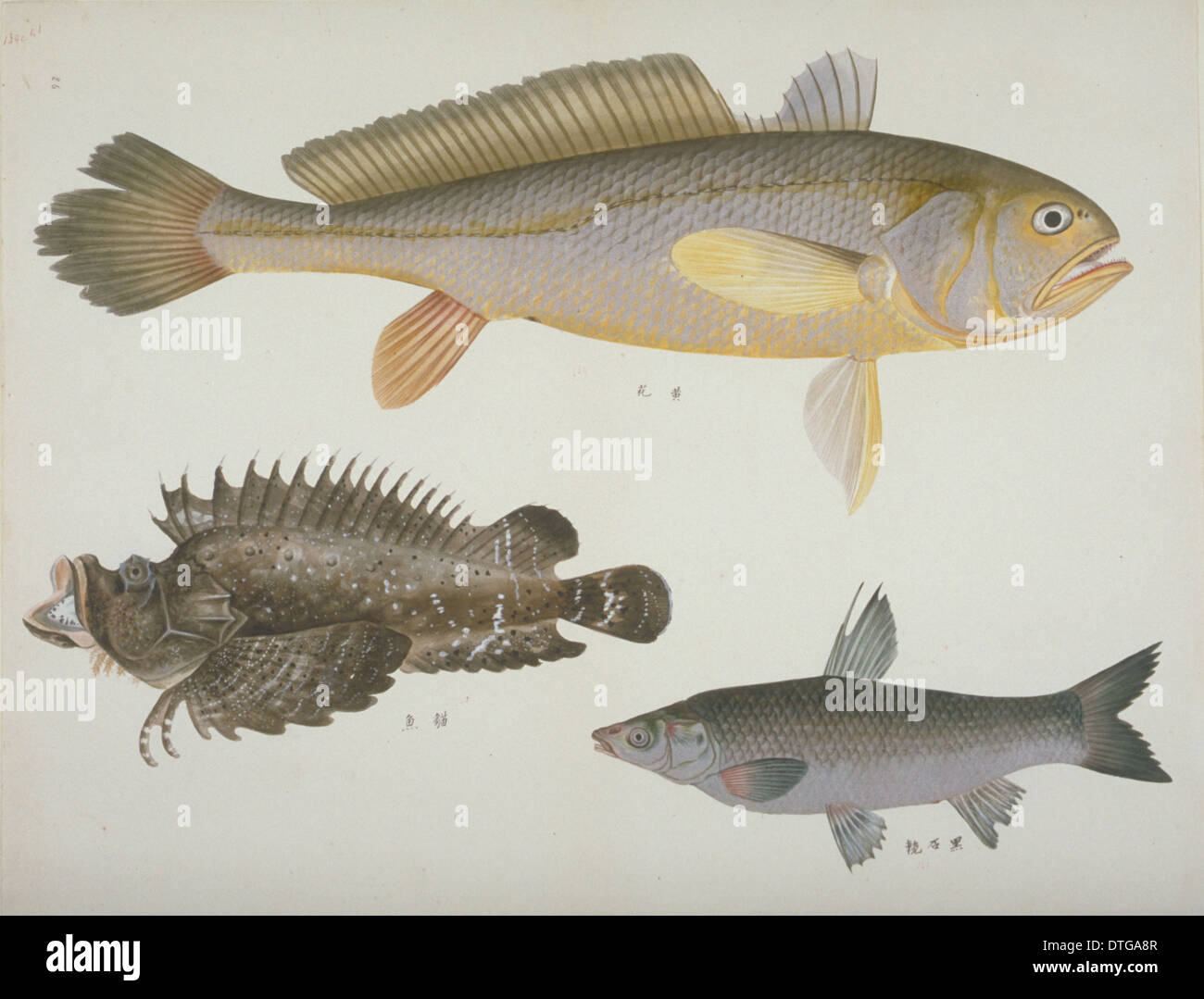 Plate 115 from the John Reeves Collection Stock Photo - Alamy