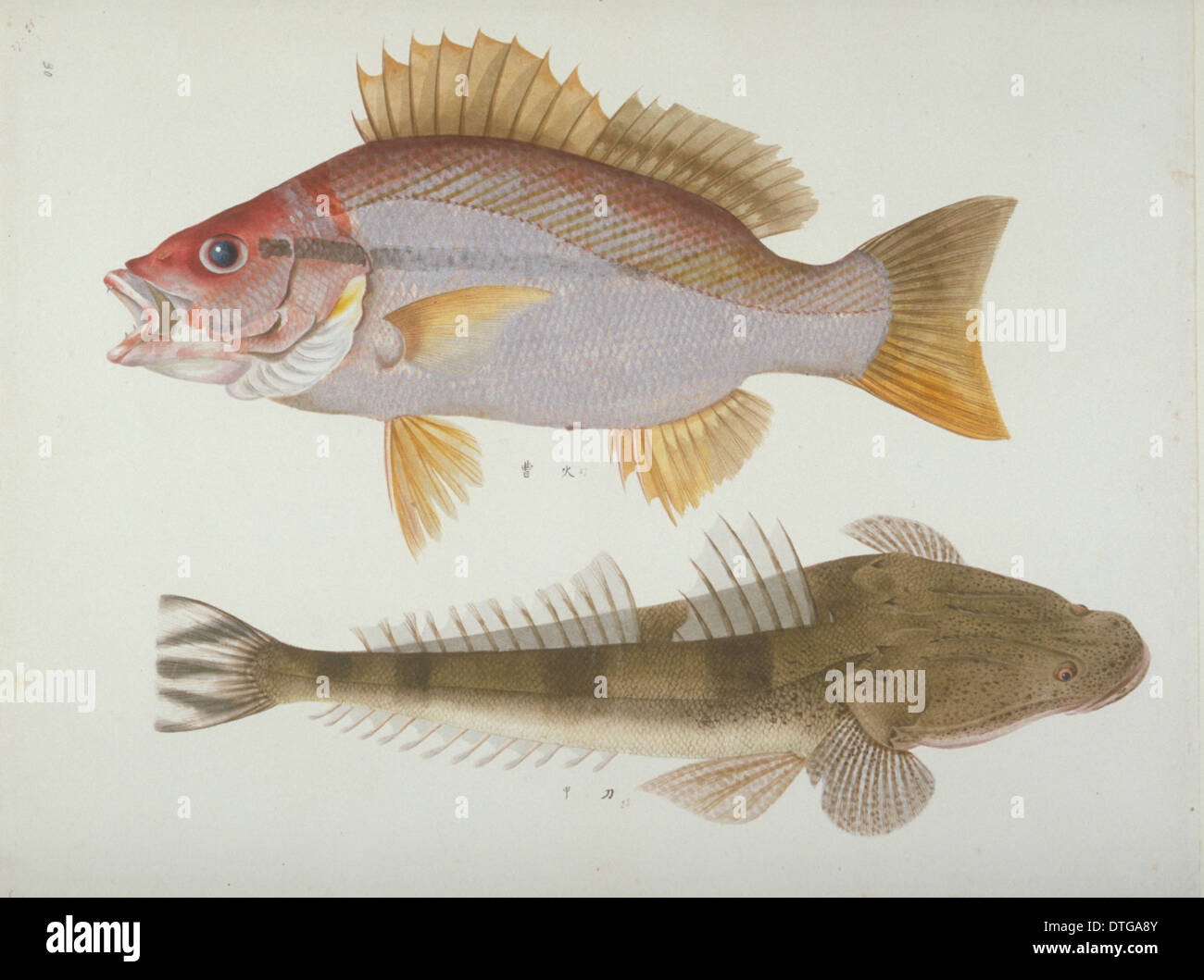 Plate 116 from the John Reeves Collection Stock Photo - Alamy