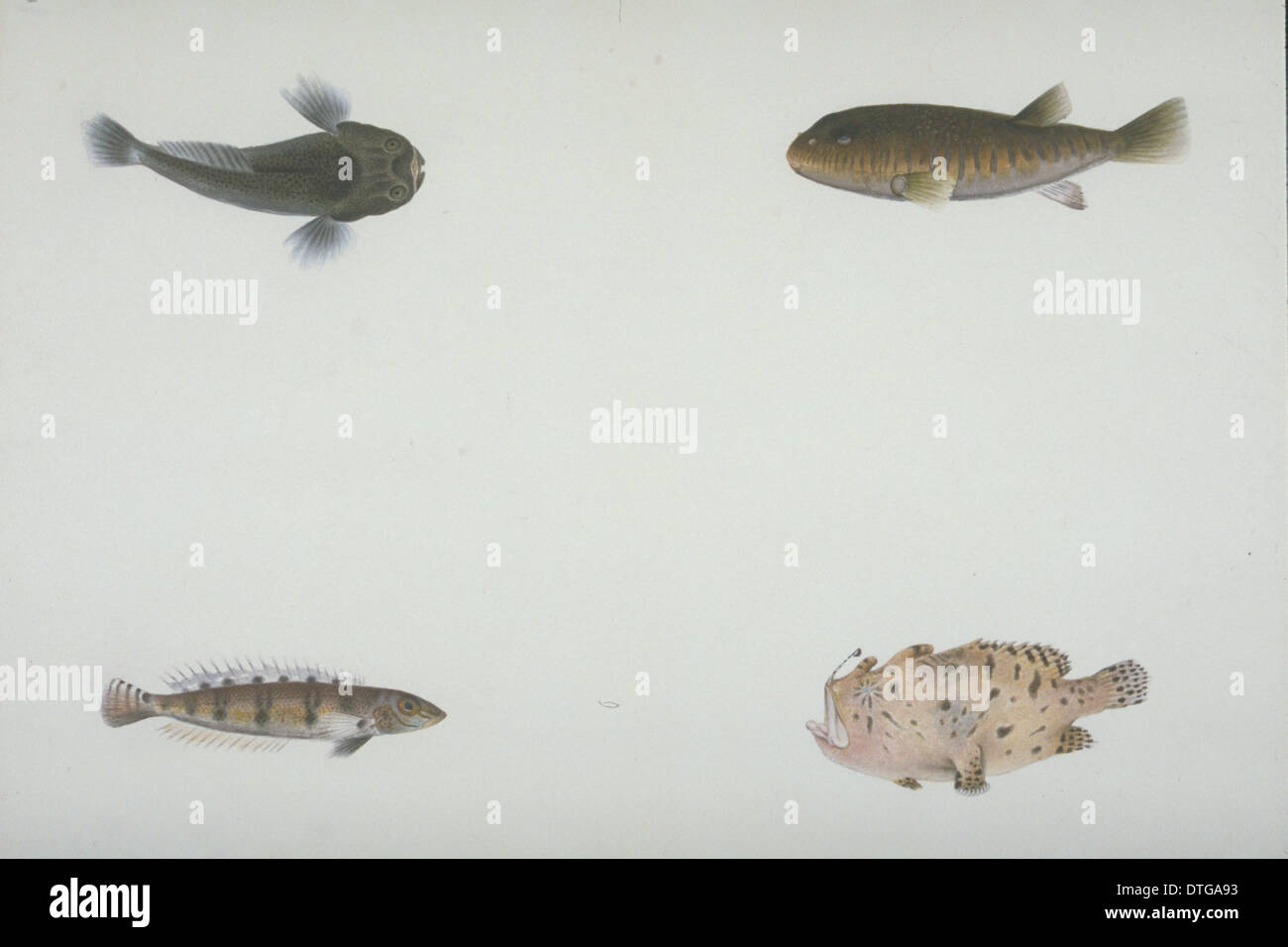 Plate 118 from the John Reeves Collection Stock Photo - Alamy