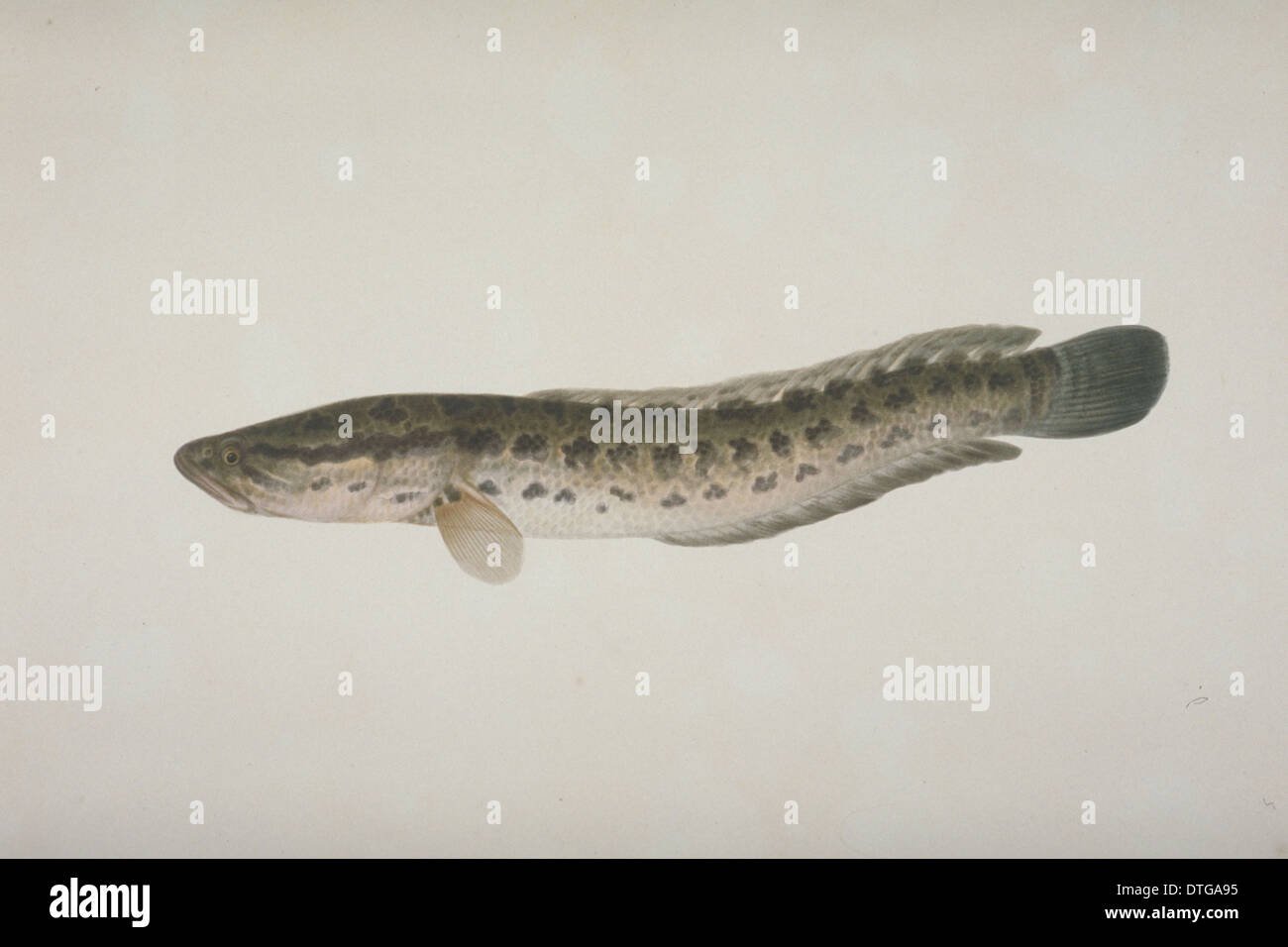 Plate 119 from the John Reeves Collection Stock Photo - Alamy