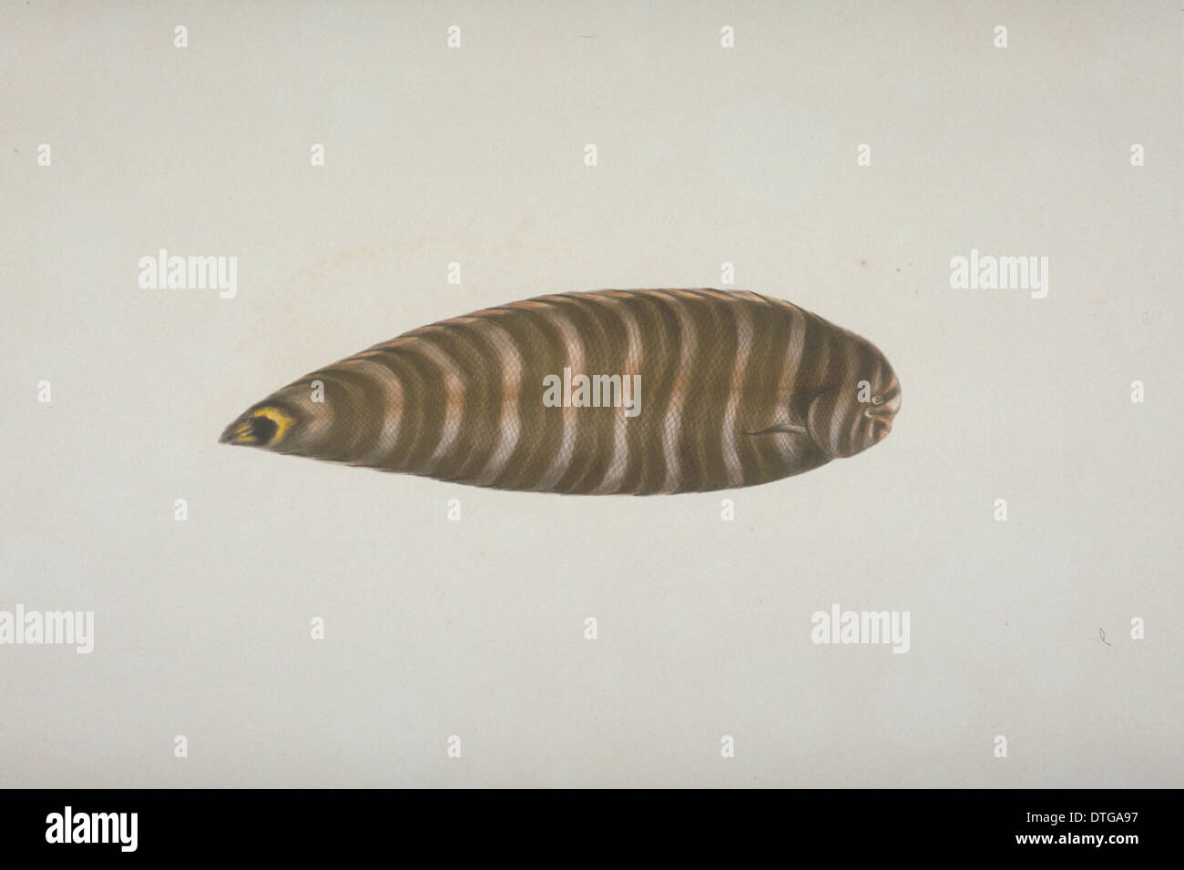 Striped fishes collection hi-res stock photography and images - Alamy