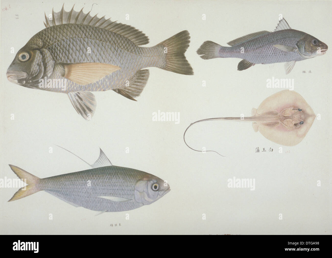 Plate 121 from the John Reeves Collection Stock Photo - Alamy