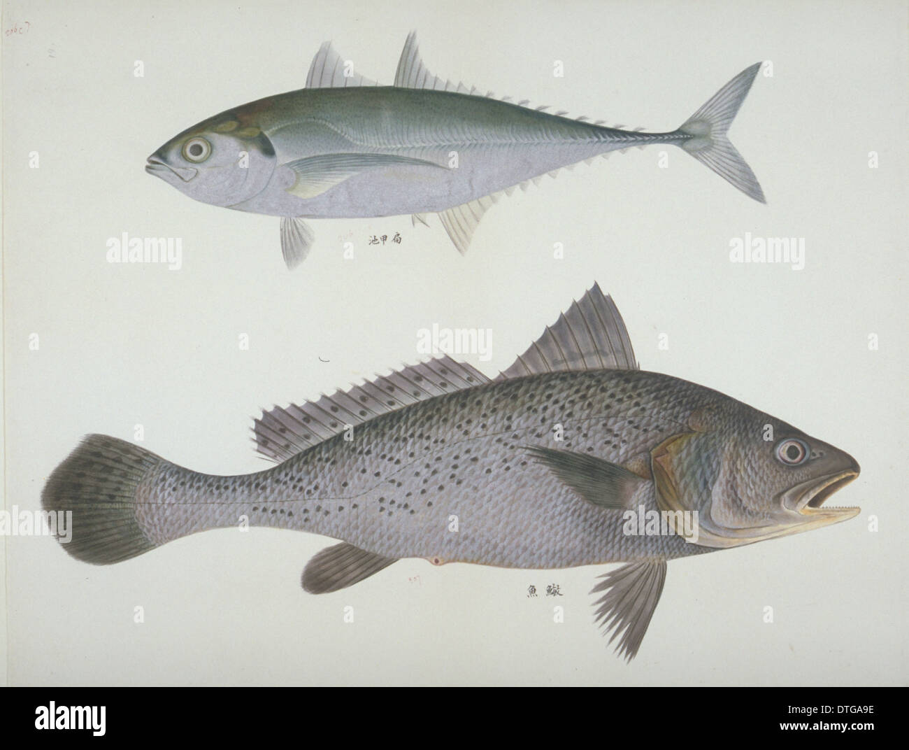 Cyprinus auratus goldfish hi-res stock photography and images - Alamy
