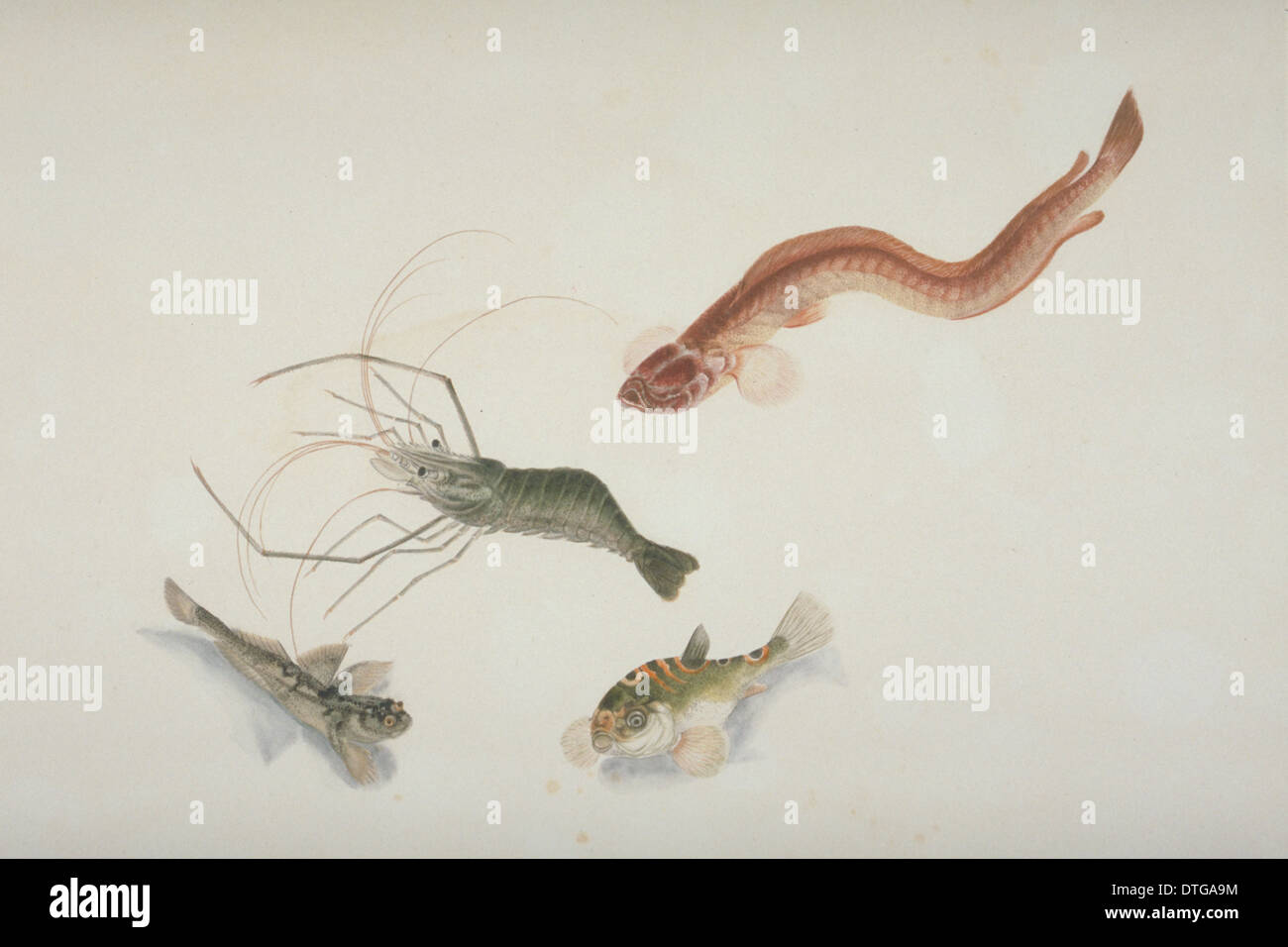 Plate 125 from the John Reeves Collection Stock Photo - Alamy