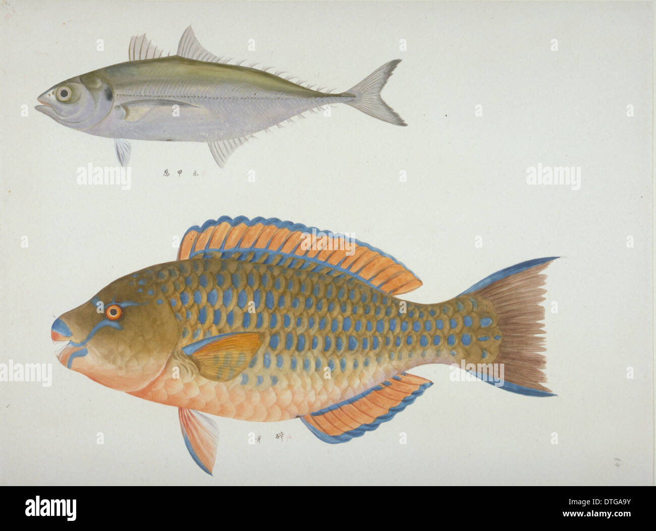 Plate 127 from the John Reeves Collection Stock Photo - Alamy