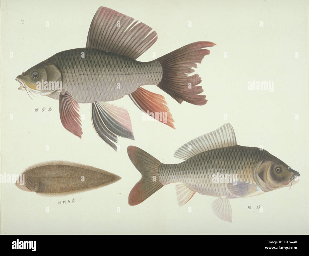 Plate 131 from the John Reeves Collection Stock Photo - Alamy