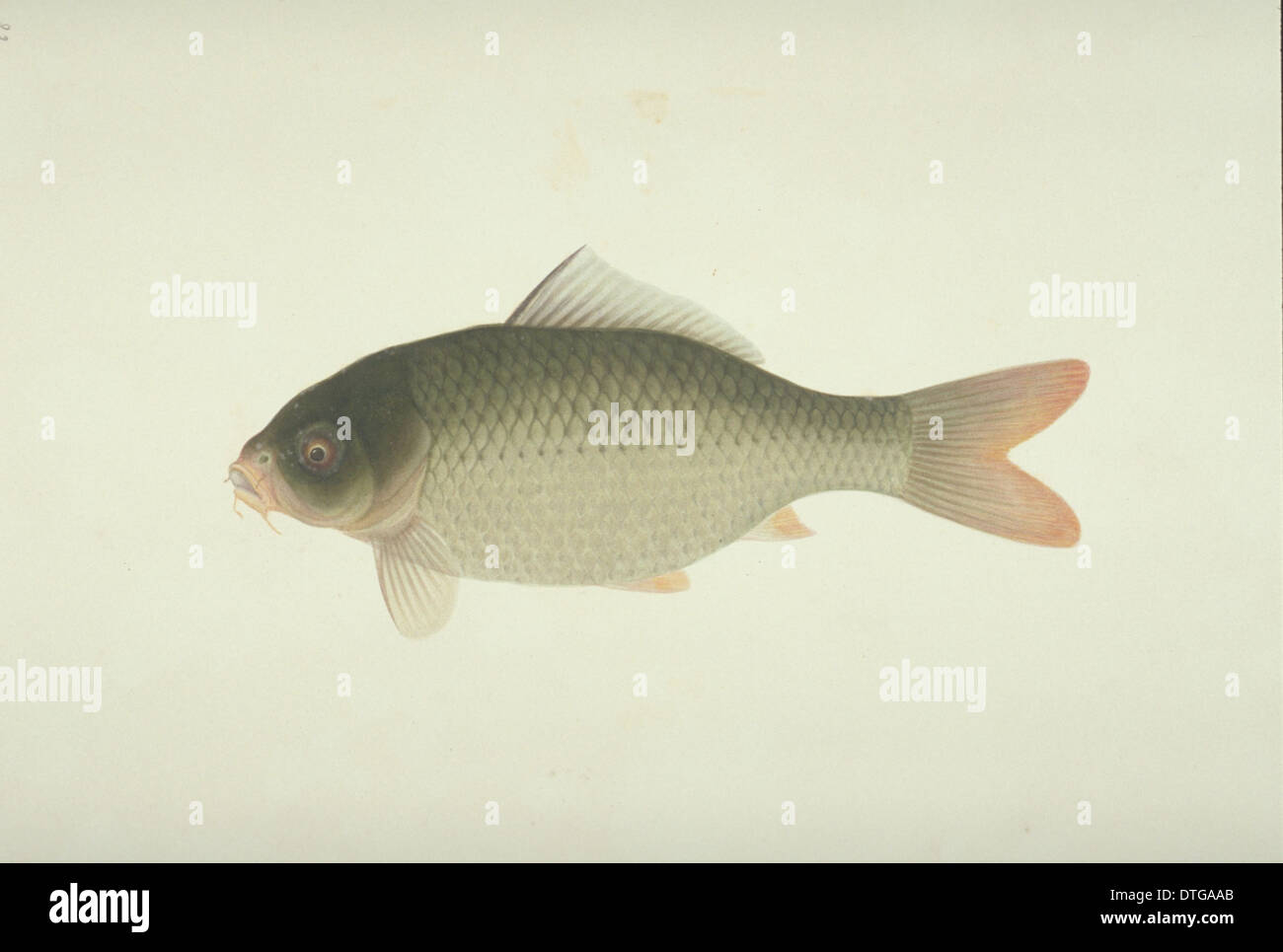 Plate 132 from the John Reeves Collection Stock Photo - Alamy