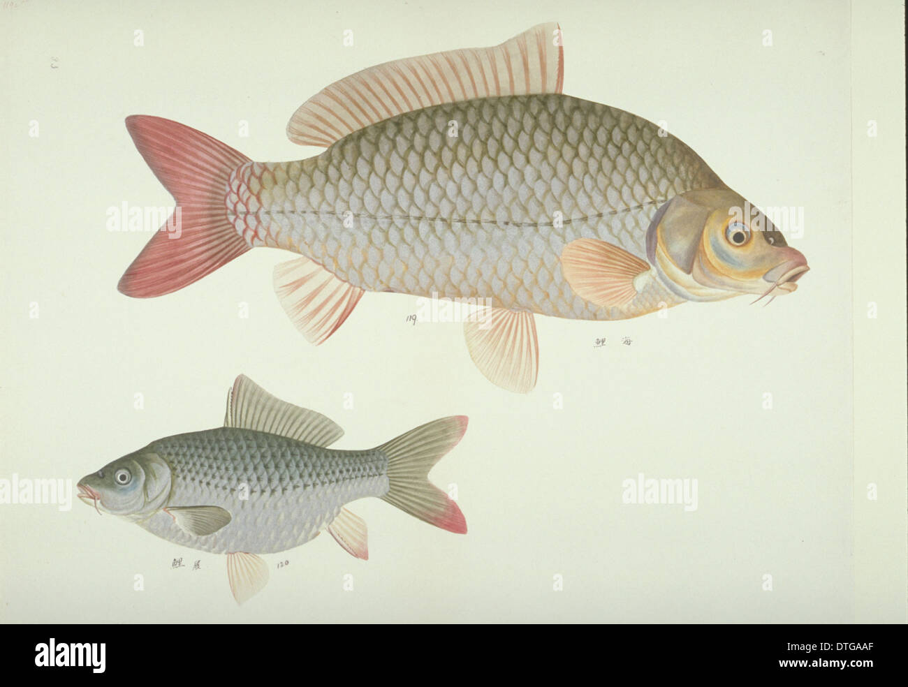 Plate 133 from the John Reeves Collection Stock Photo - Alamy