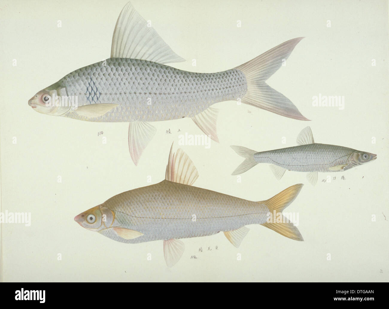 Plate 136 from the John Reeves Collection Stock Photo - Alamy