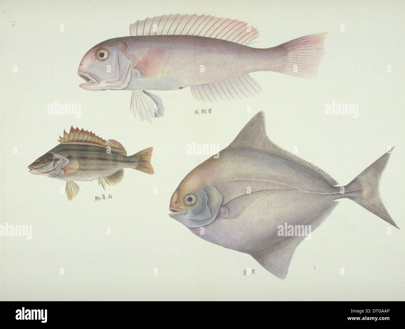 Plate 137 from the John Reeves Collection Stock Photo - Alamy