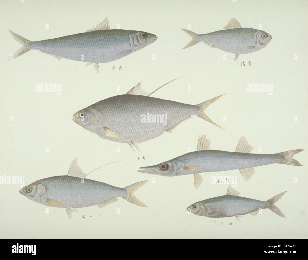 Plate 138 from the John Reeves Collection Stock Photo - Alamy