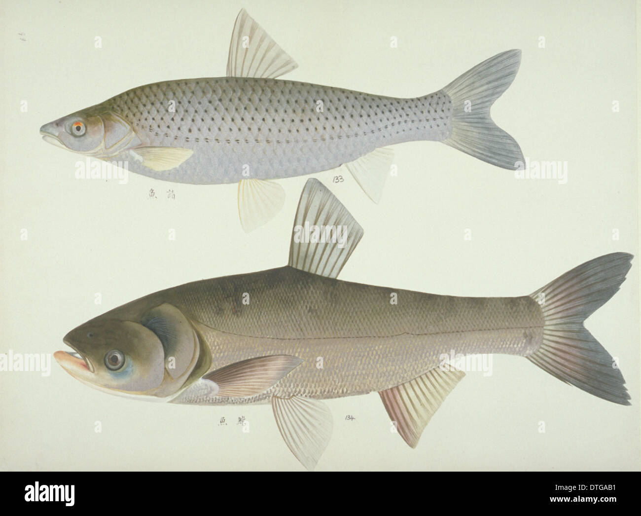 Plate 140 from the John Reeves Collection Stock Photo - Alamy