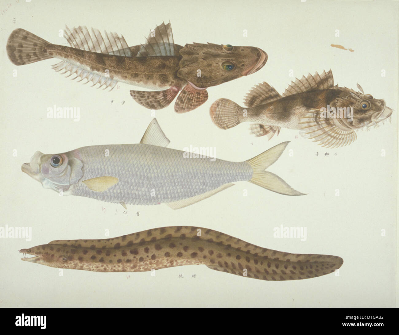 Plate 141 from the John Reeves Collection Stock Photo - Alamy