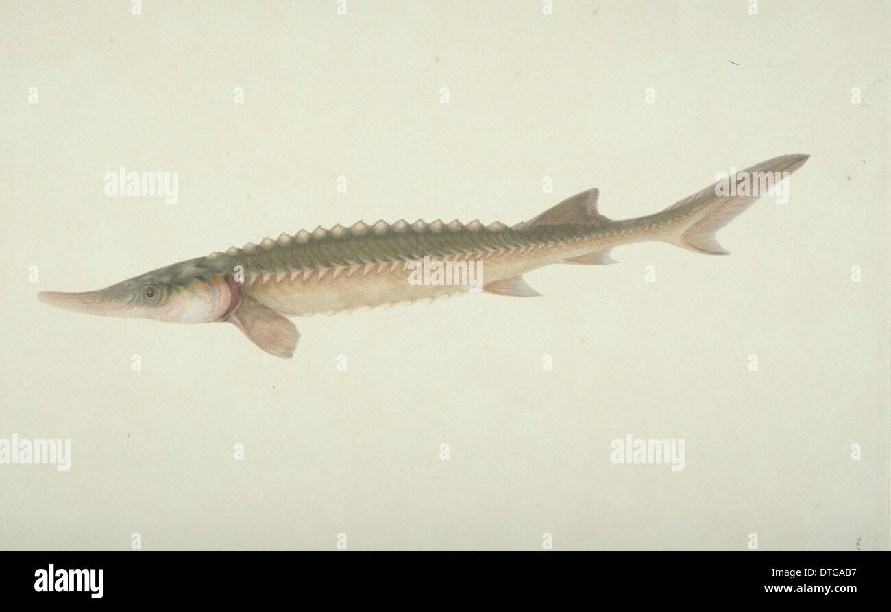 Plate 143 from the John Reeves Collection Stock Photo - Alamy