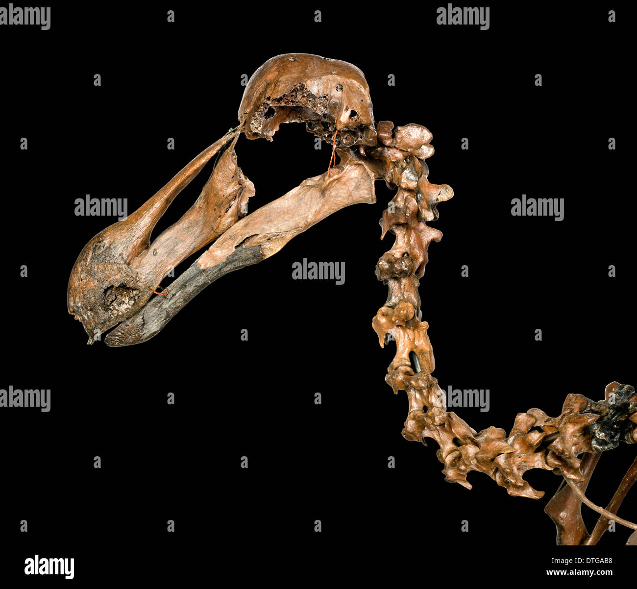 Dodo skeleton, Raphus cucullatus Stock Photo - Alamy