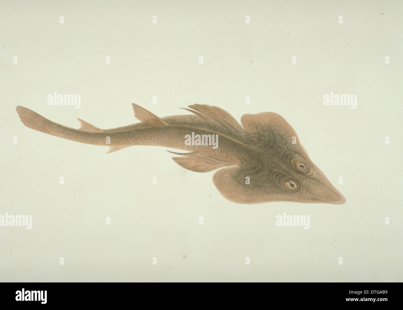 Plate 144 from the John Reeves Collection Stock Photo - Alamy