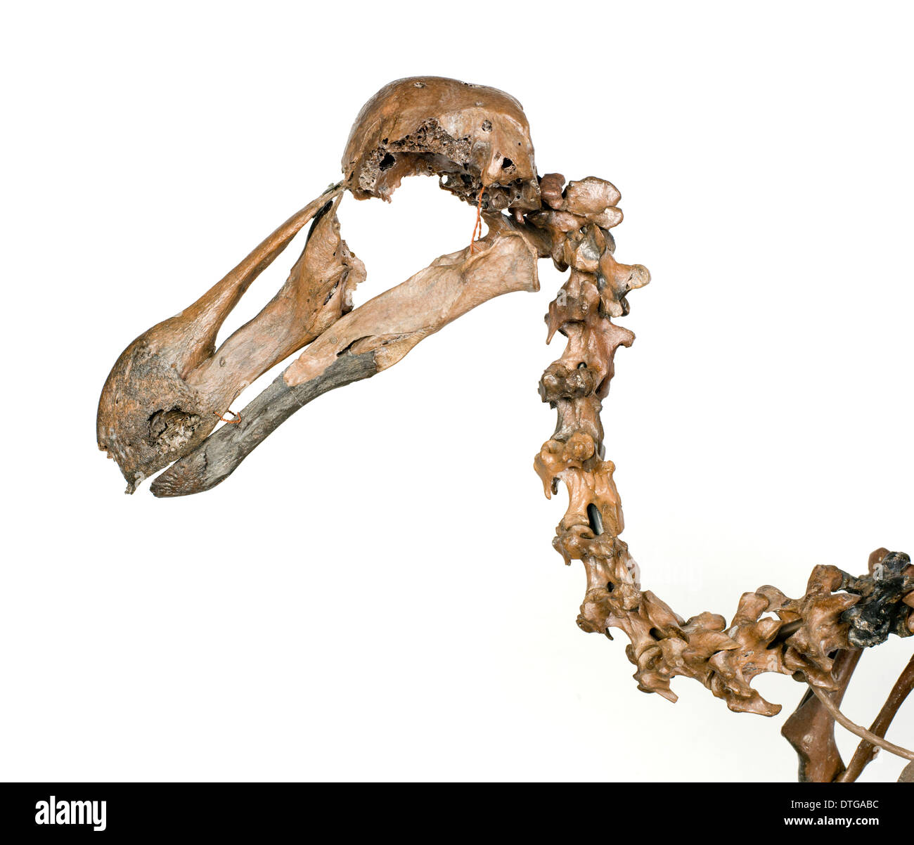 Dodo skeleton, Raphus cucullatus Stock Photo - Alamy