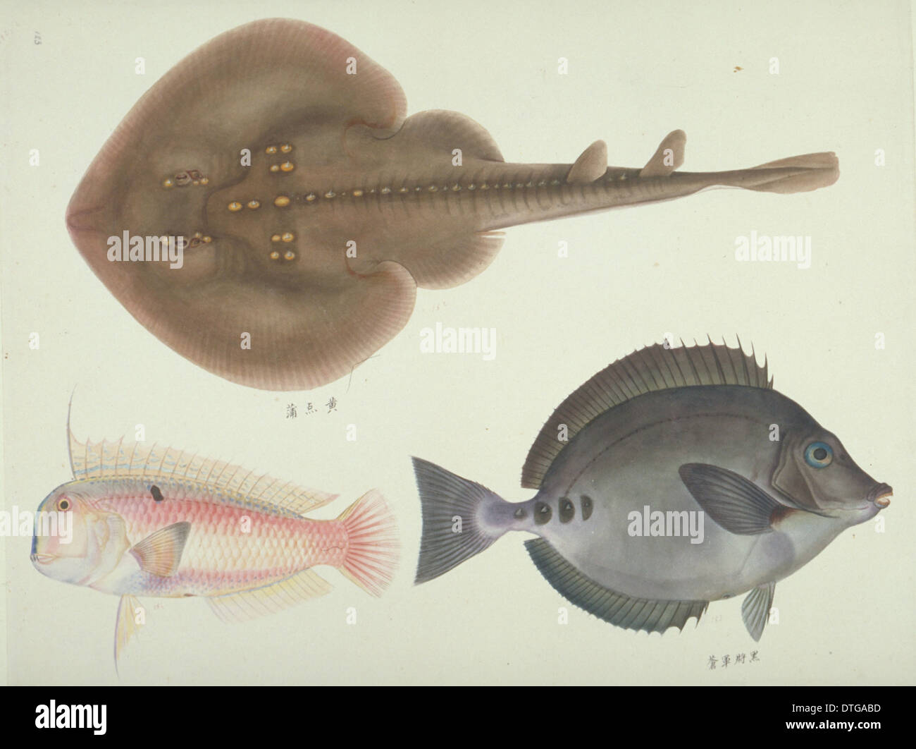 Plate 146 from the John Reeves Collection Stock Photo - Alamy