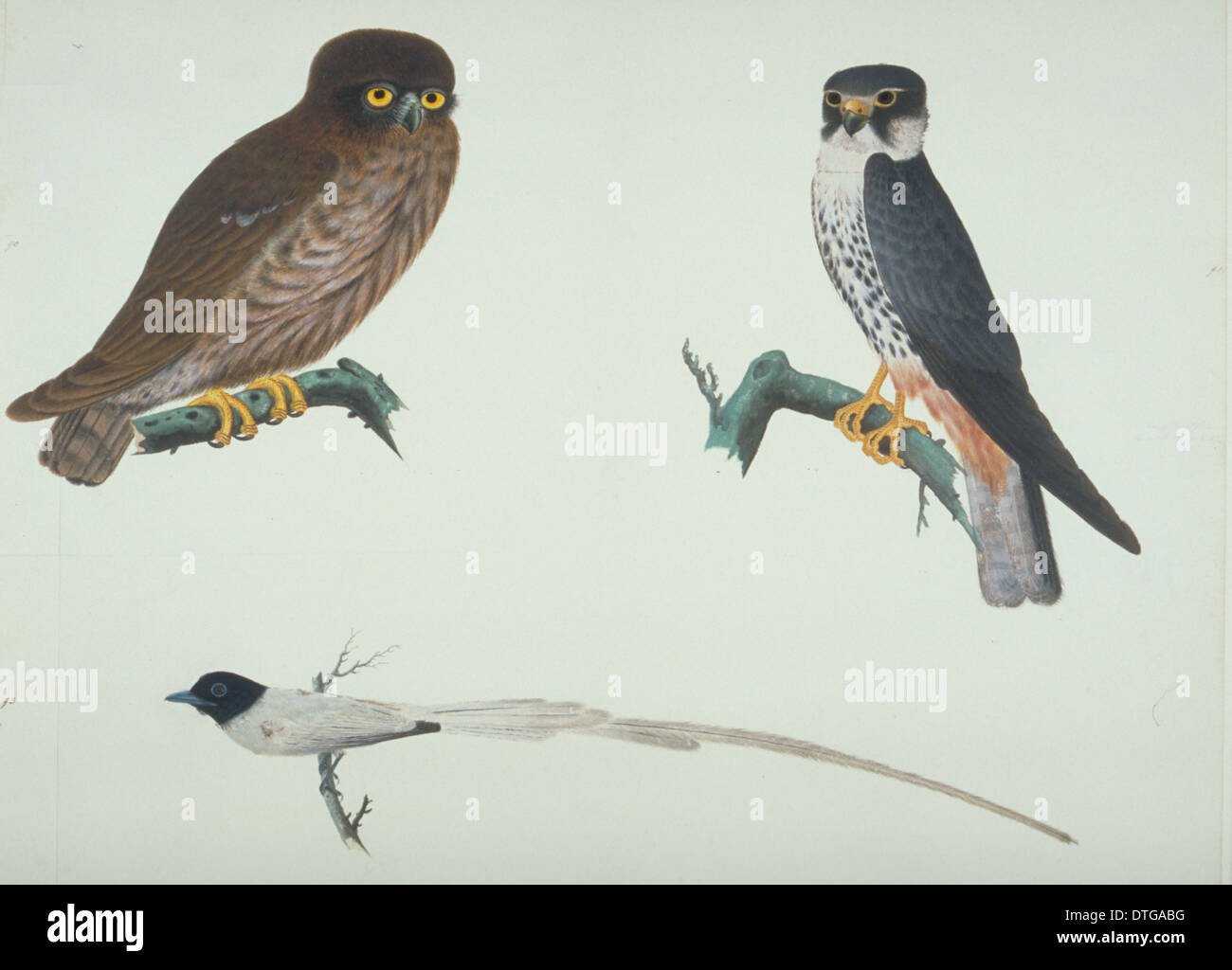 Falco subbuteo illustration hi-res stock photography and images - Alamy