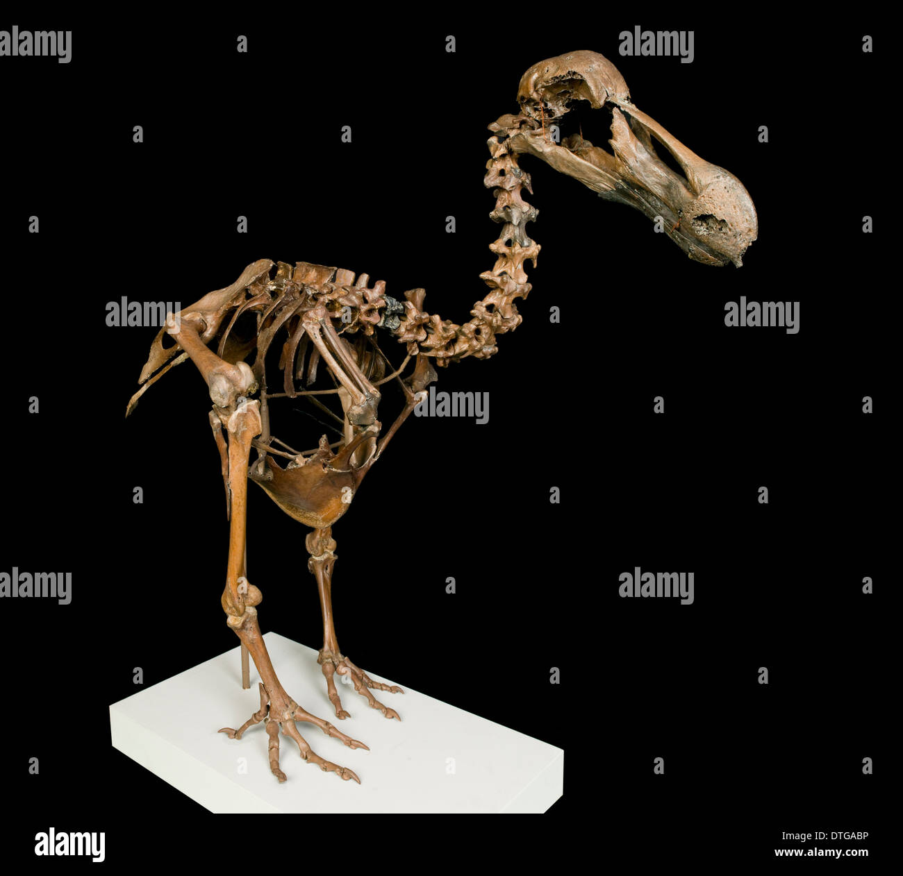 Dodo Bird Skeleton High Resolution Stock Photography and Images - Alamy