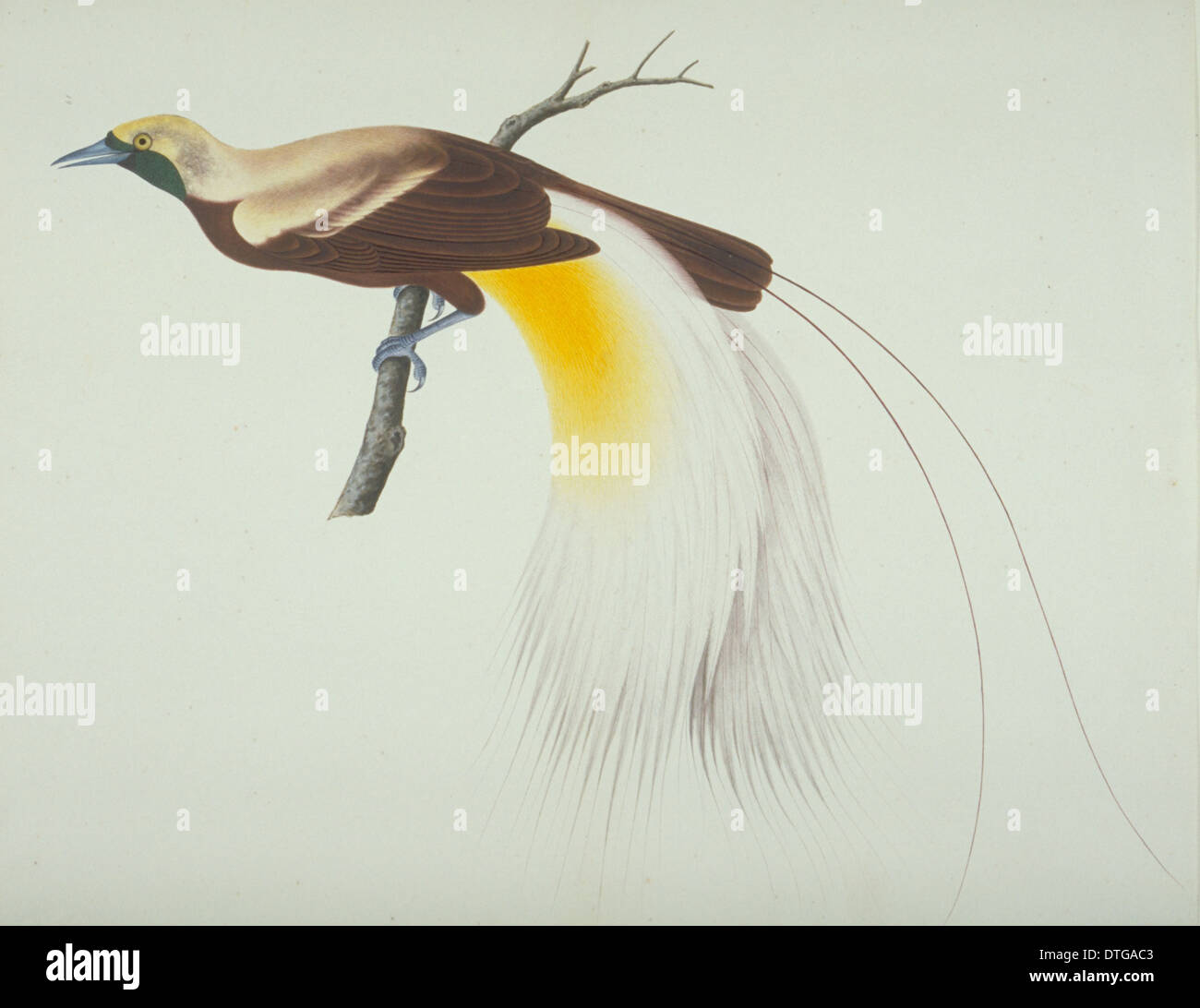 Paradisaea apoda, greater bird-of-paradise Stock Photo - Alamy