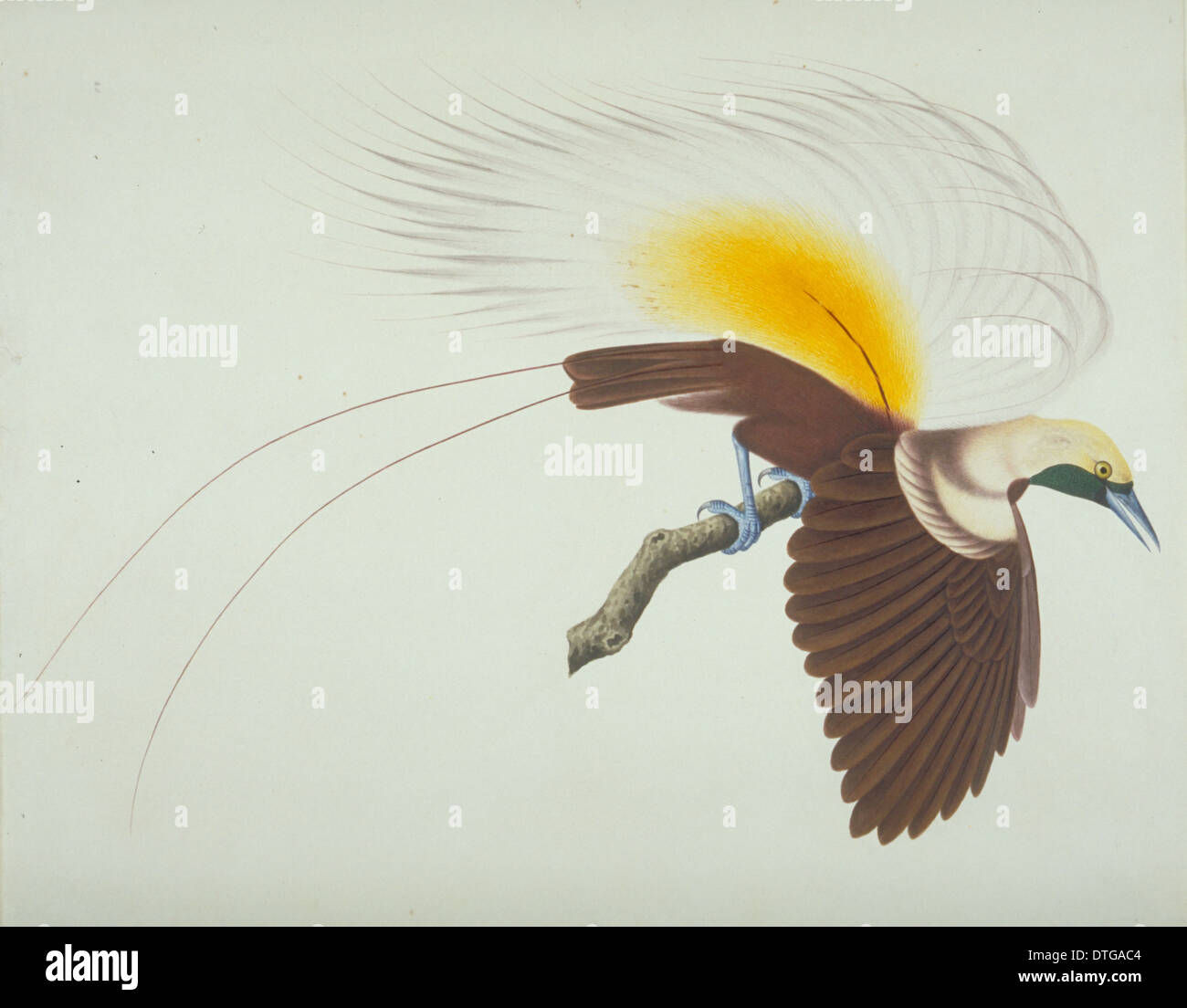 Paradisaea apoda, greater bird-of-paradise Stock Photo - Alamy