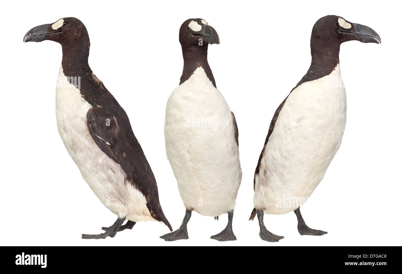 Great auk pinguinus impennis Cut Out Stock Images & Pictures - Alamy